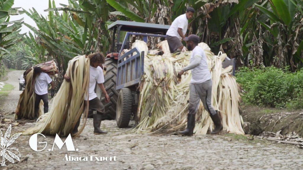 GM Abaca Export. Exportadores de fibra de Abacá - Ecuador